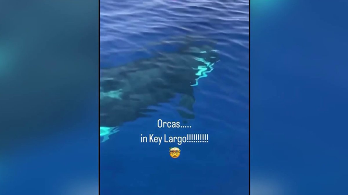 Marine biologist reacts to viral video of orcas swimming off Key Largo ...