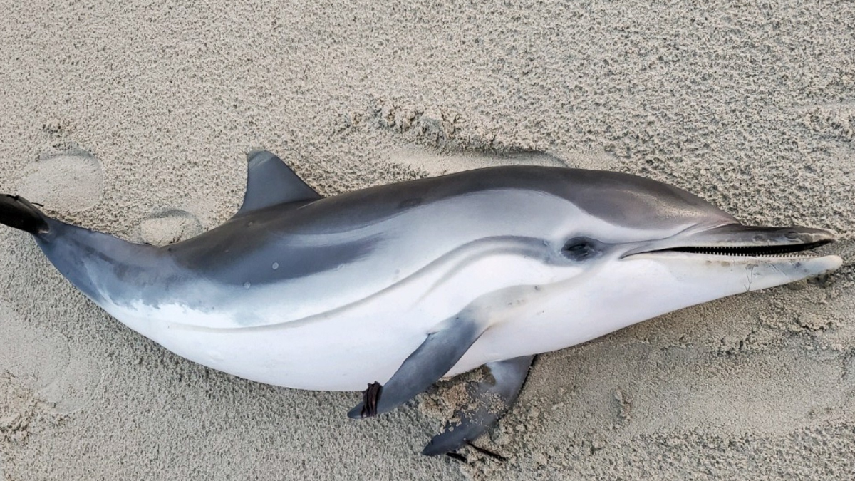 Rare Dolphin Found on Hampton Beach – NBC Boston