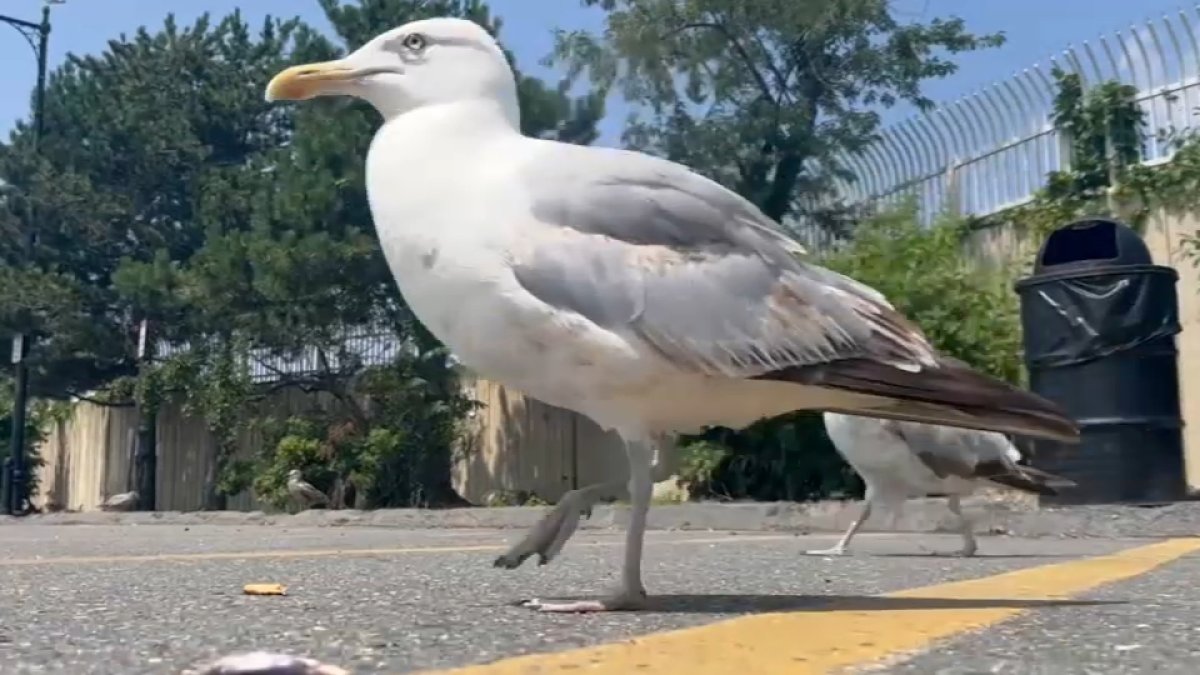 Sullivan’s ditches outdoor dining due to aggressive seagulls – NBC Boston