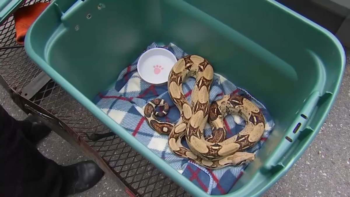 Boa constrictor found outside Tewksbury hotel – NBC Boston