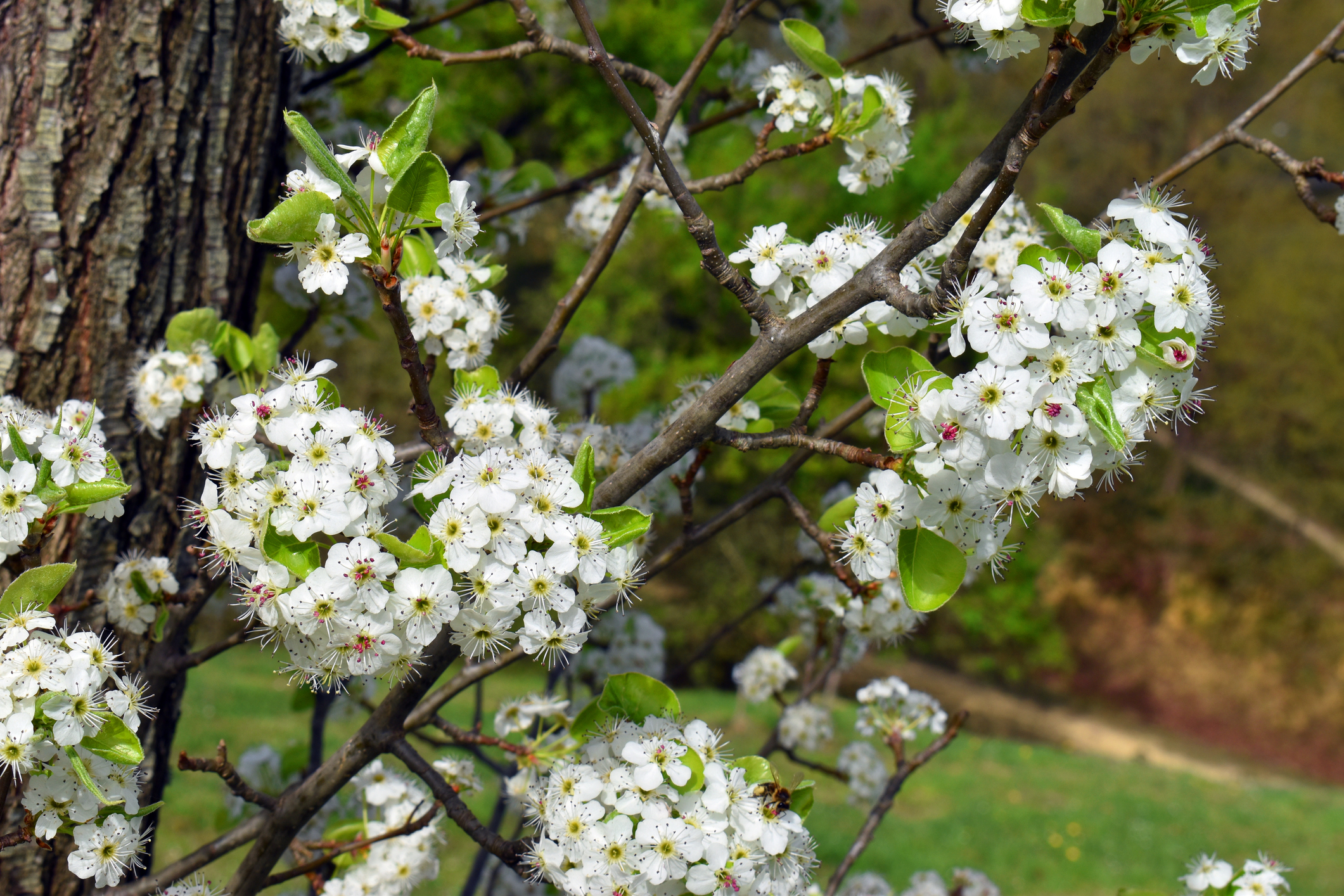 New invasive species in Mass.? Callery pear, wall lettuce eyed – NBC Boston