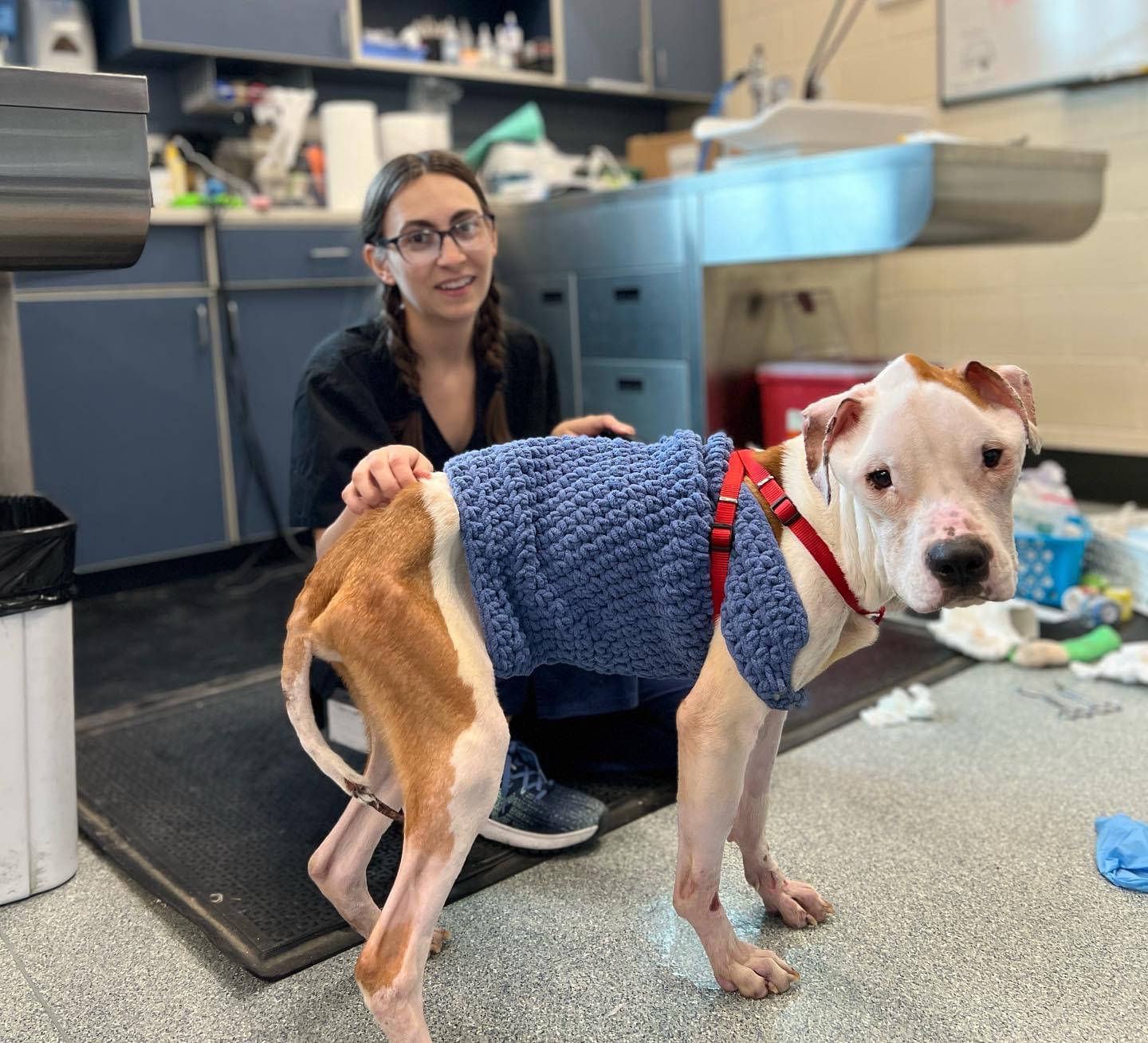 Woman intentionally starved dog close to death, MSPCA says – NBC Boston