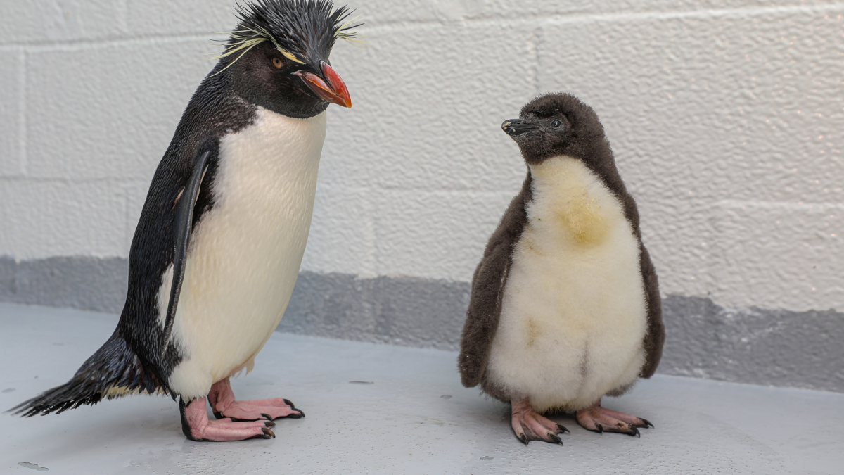 Boston penguin chick ‘healthy, thriving’ at New England Aquarium – NBC ...