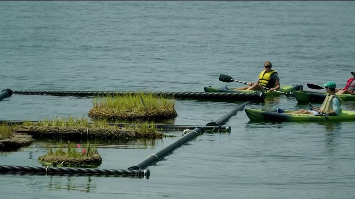 WATCH: Exploring the Emerald Tutu in Boston Harbor – NBC Boston