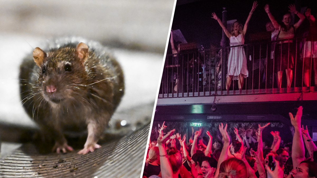 What is ‘Rat Girl Summer’? – NBC Boston