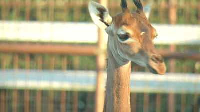 spotless giraffe name