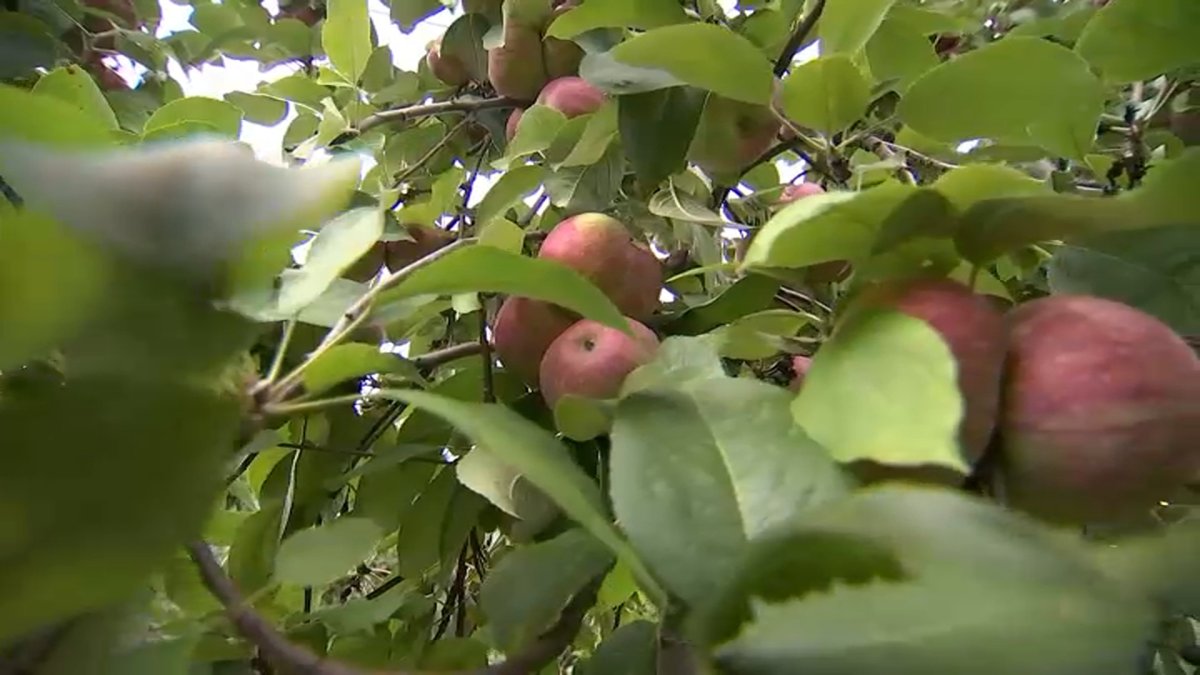 How weather will impact businesses dependent on fall season – NBC Boston