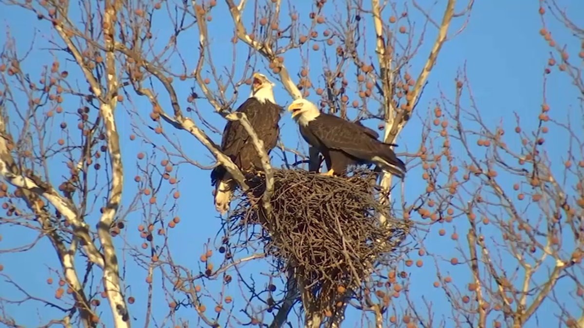 Bald eagles in Massachusetts are threatened by rat poison – NBC Boston