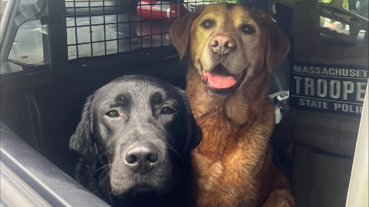 Edgartown missing dogs – NBC Boston