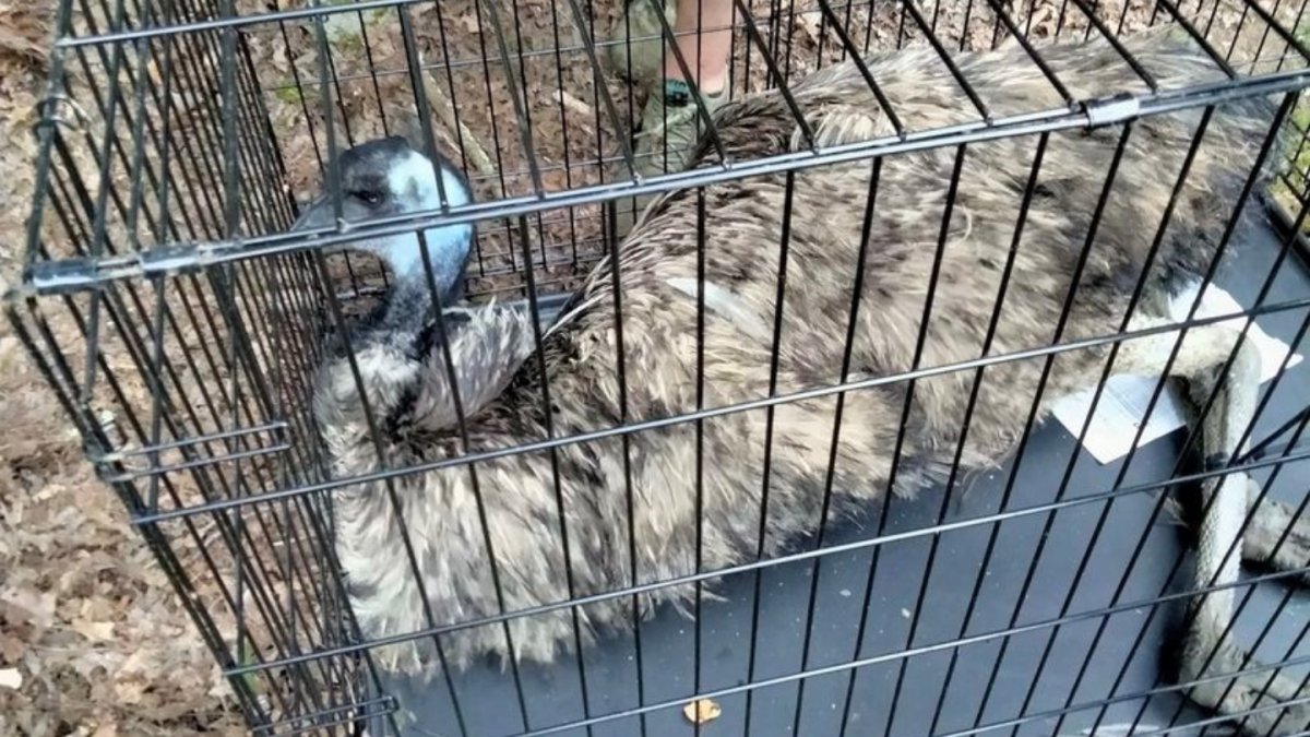 Loose emu found safe in Lakeville, Mass. – NBC Boston
