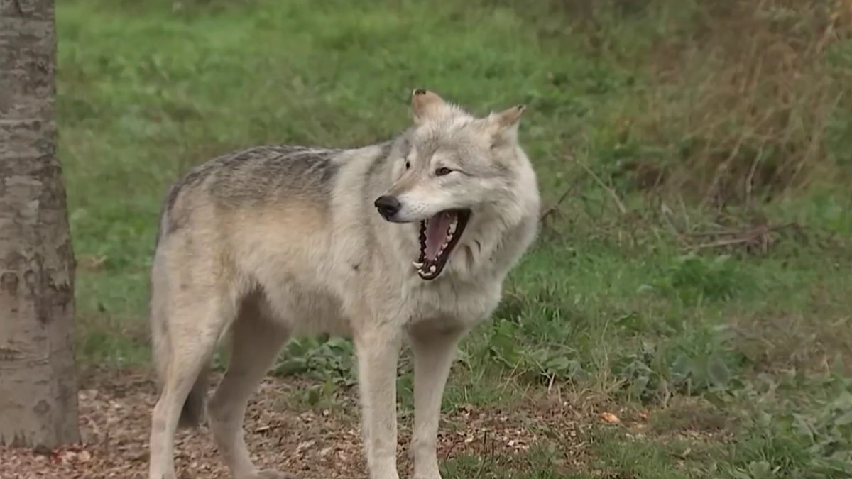 Howling with the wolves at Ipswich’s wolf rescue – NBC Boston