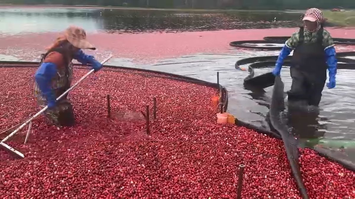 Mass. farmers give outlook on fall cranberry harvest – NBC Boston