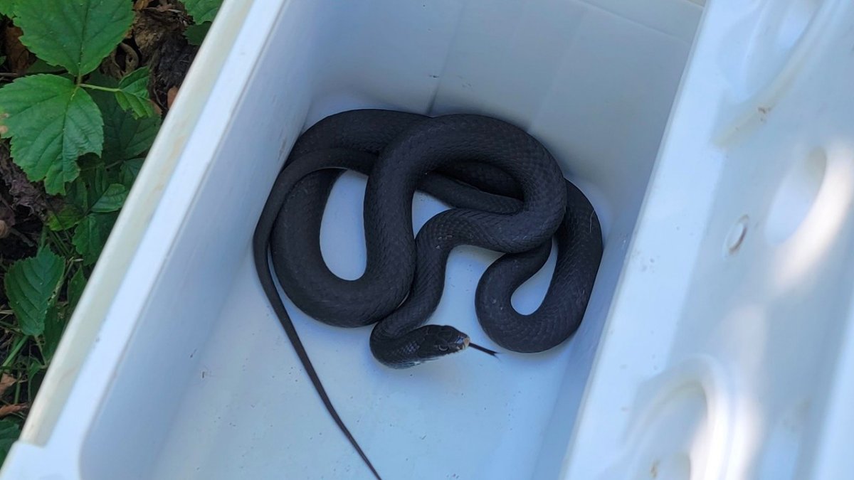 Police remove large snake from Mass. home – NBC Boston