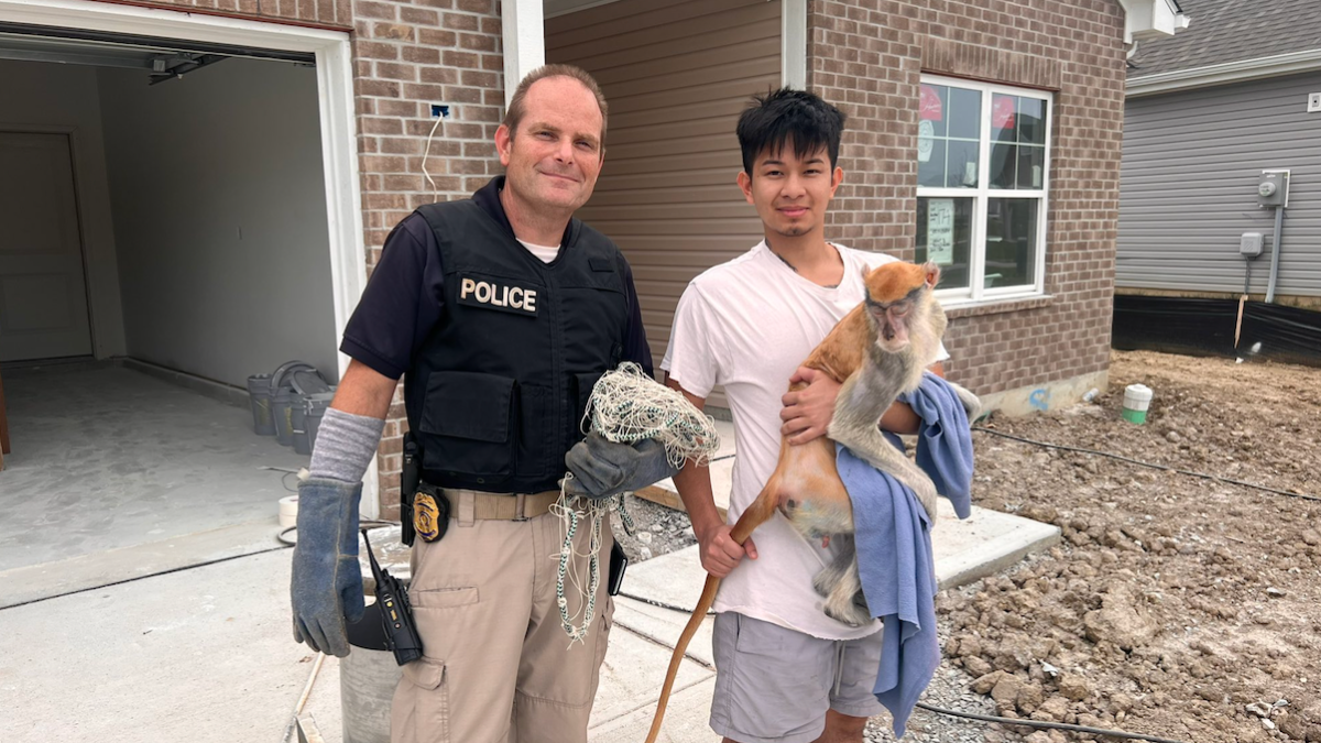 Missing monkey captured in Indianapolis – NBC Boston