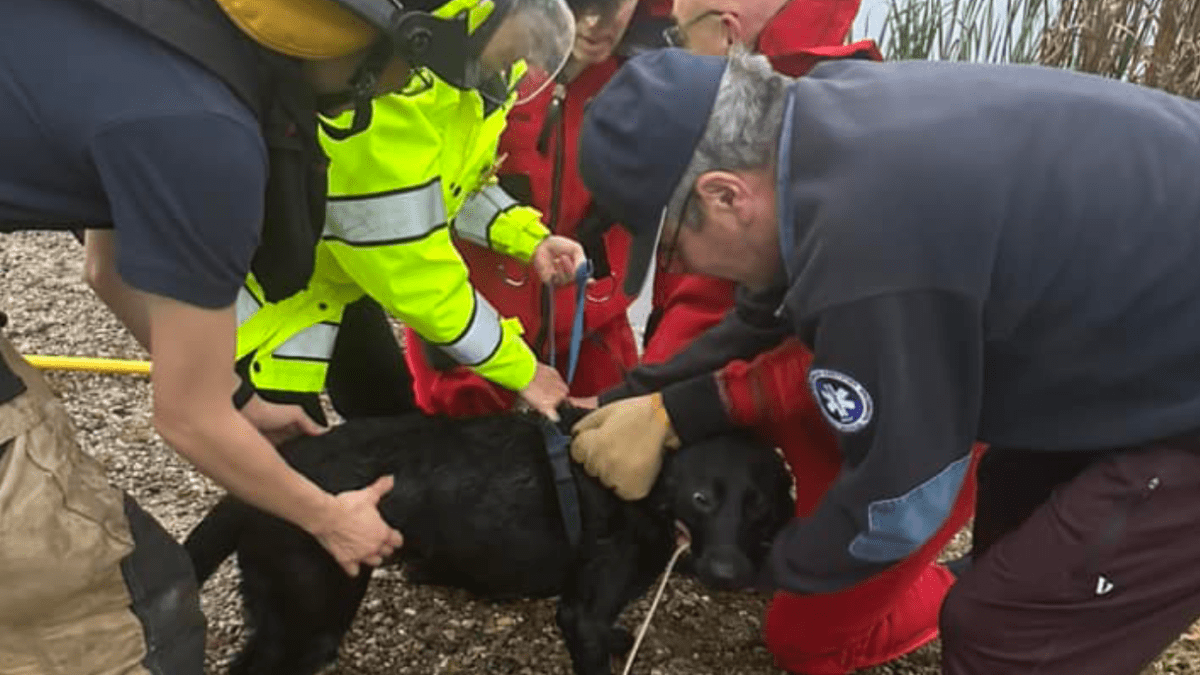 Police rescue drowning dog near cranberry bog in Carlisle – NBC Boston