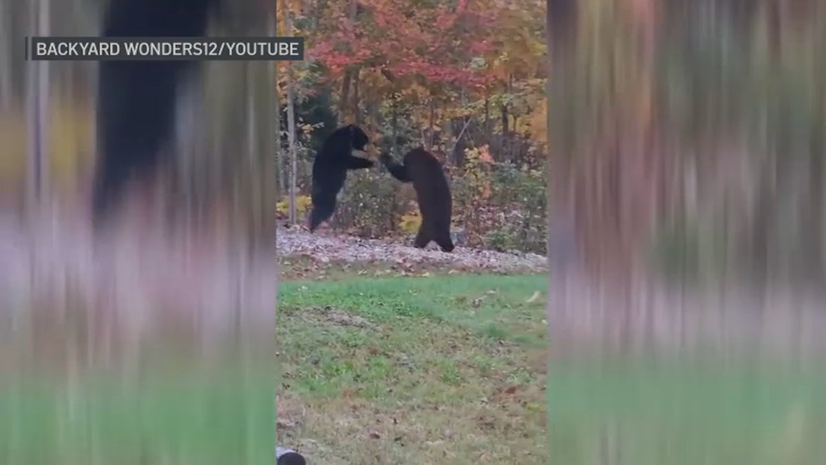 Bear fight video in Sturbridge, MA backyard – NBC Boston