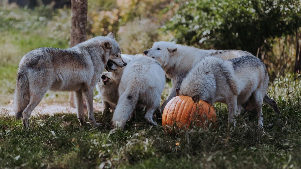 MA wolf sanctuary pushes back against ‘devastating’ new hunting laws ...