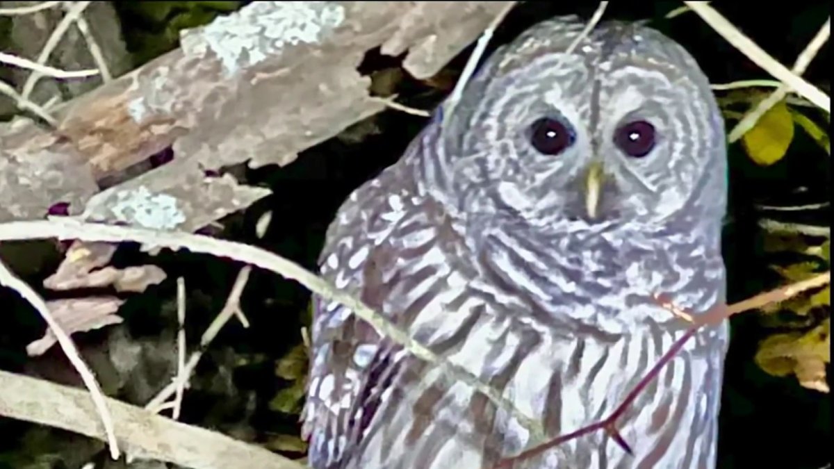 Medfield man attacked by owl while out with his dog – NBC Boston