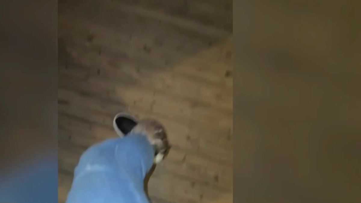 Rat encounter in South Boston caught on camera – NBC Boston