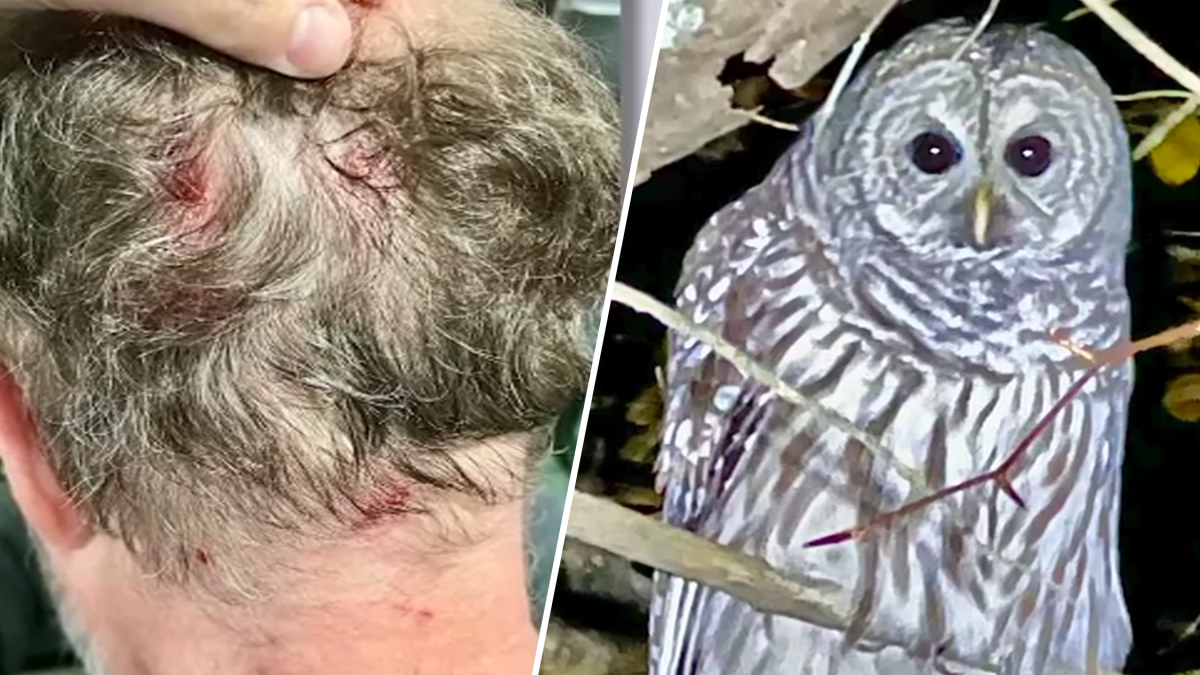 Owl attacks man walking dog in Medfield – NBC Boston