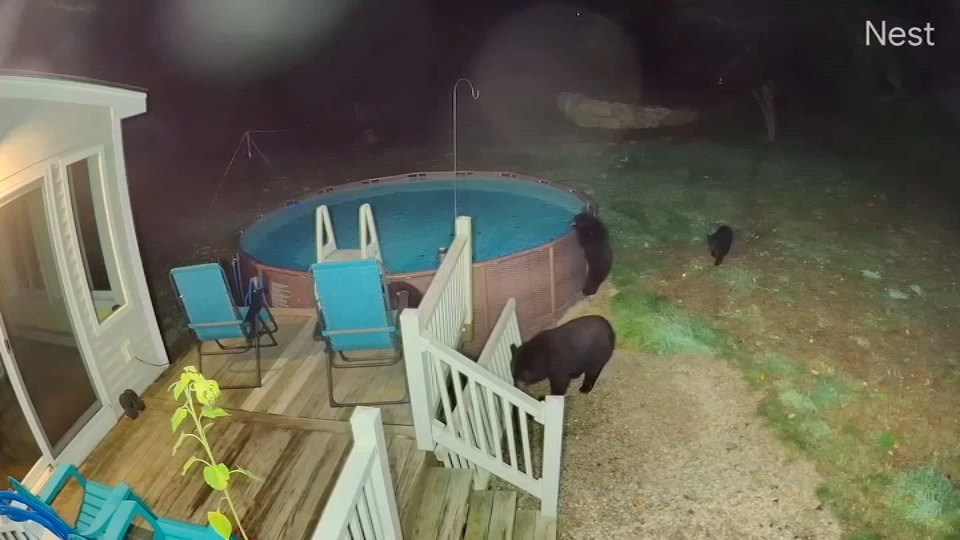 Bear visits Bedford, NH home – NBC Boston