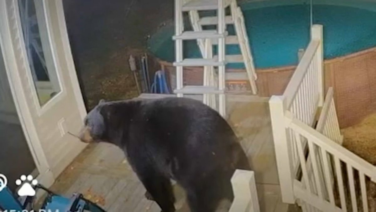Bear visits Bedford, NH home – NBC Boston