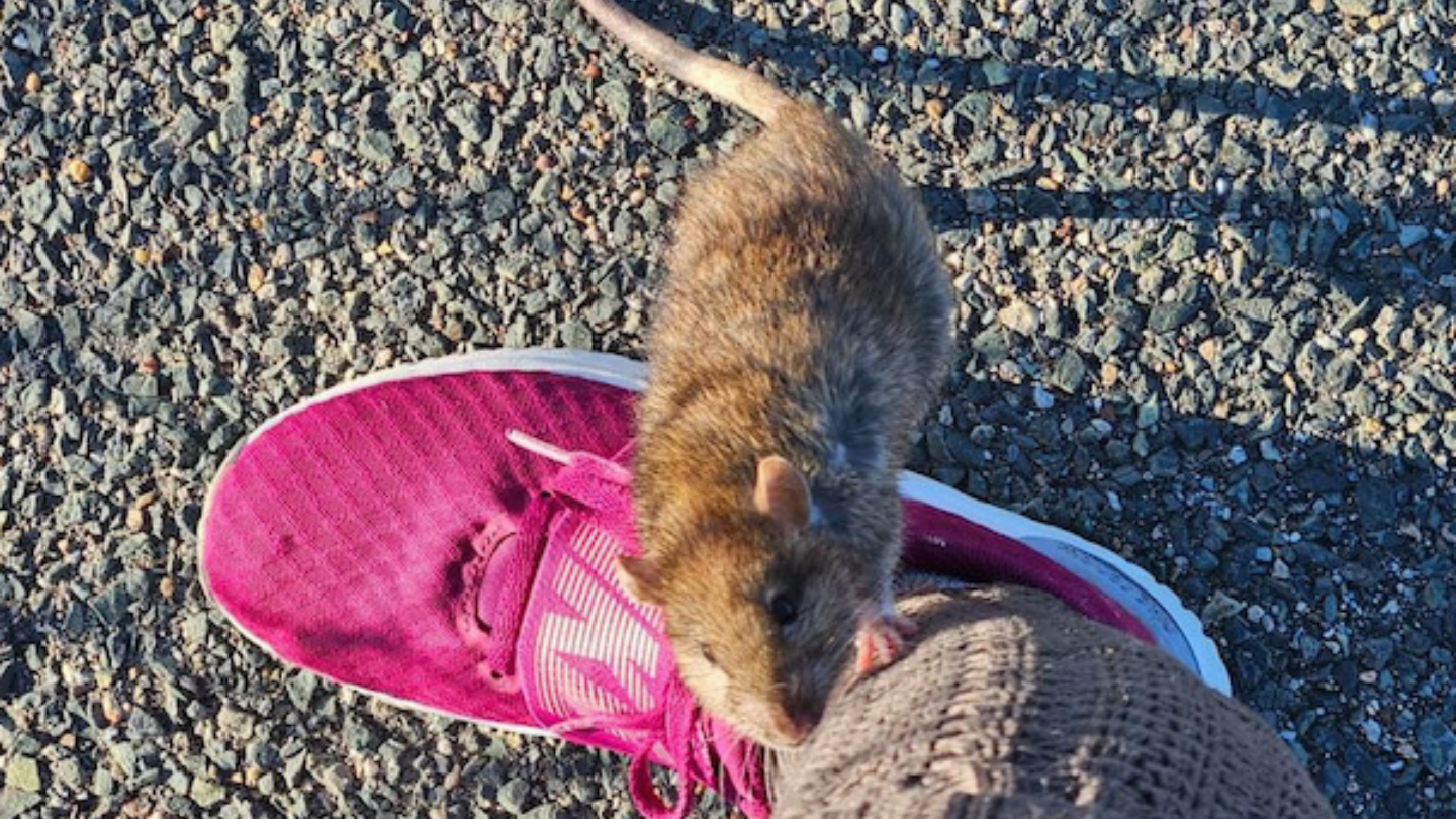 Rats in South Boston? Video shows rodent crawling up man’s leg – NBC Boston