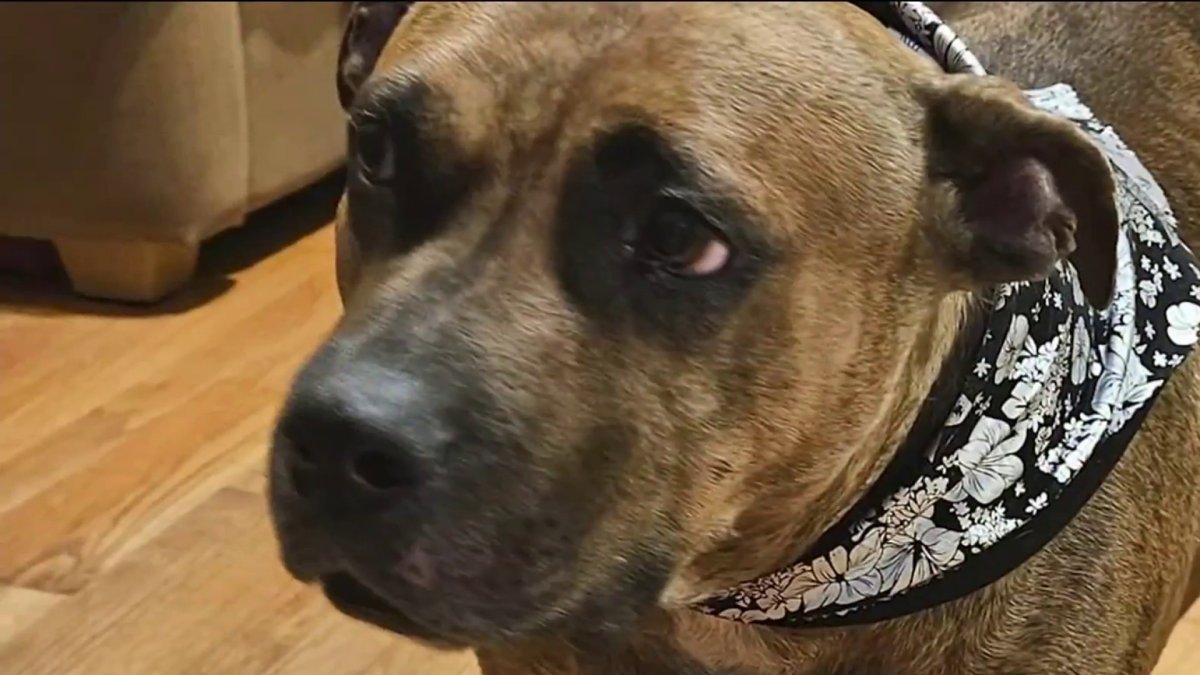 Man accused of beating another person’s dog during confrontation in ...