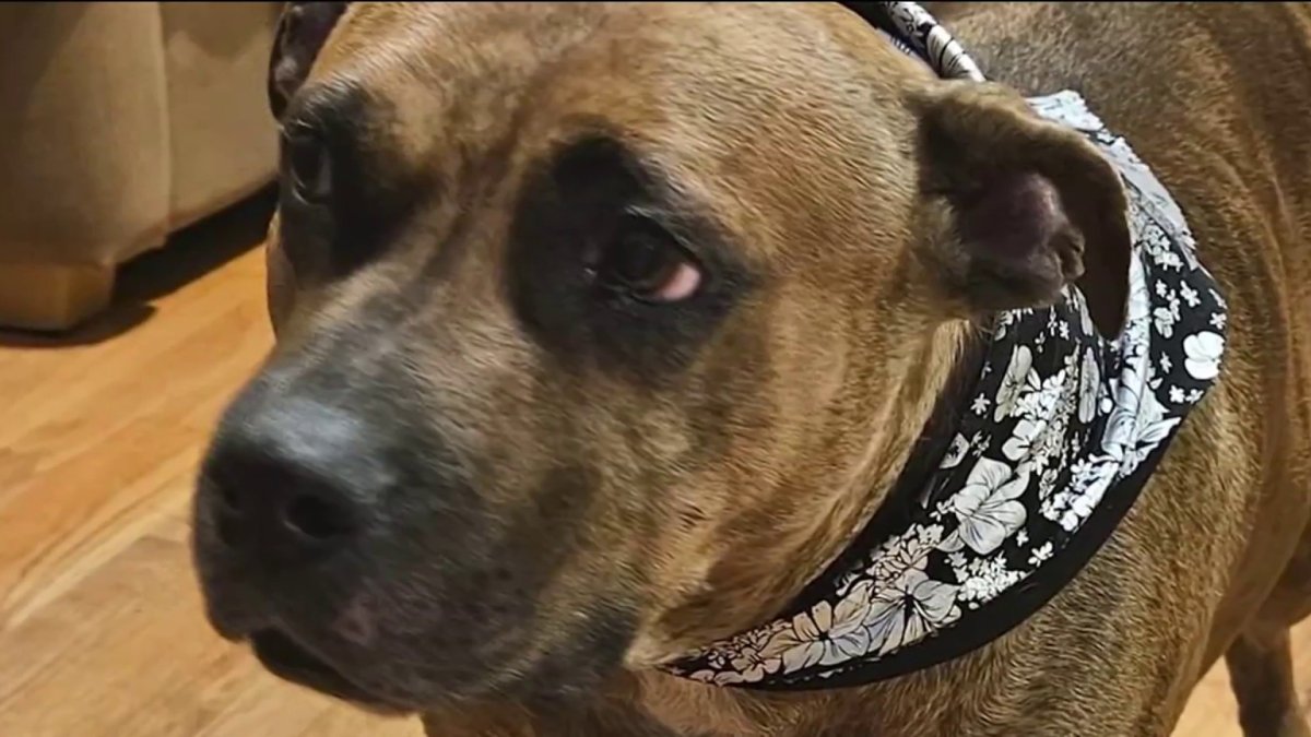 Man walking dog allegedly attacked in Burlington – NBC Boston