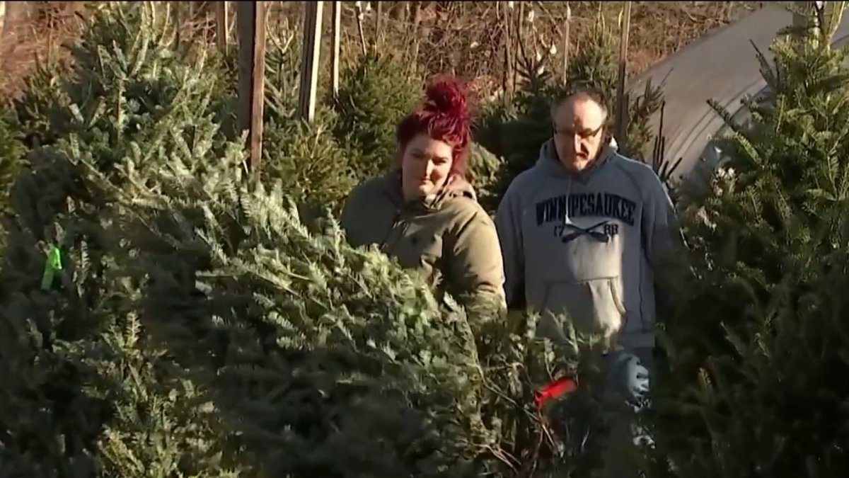 Christmas tree prices are soaring this holiday season – NBC Boston