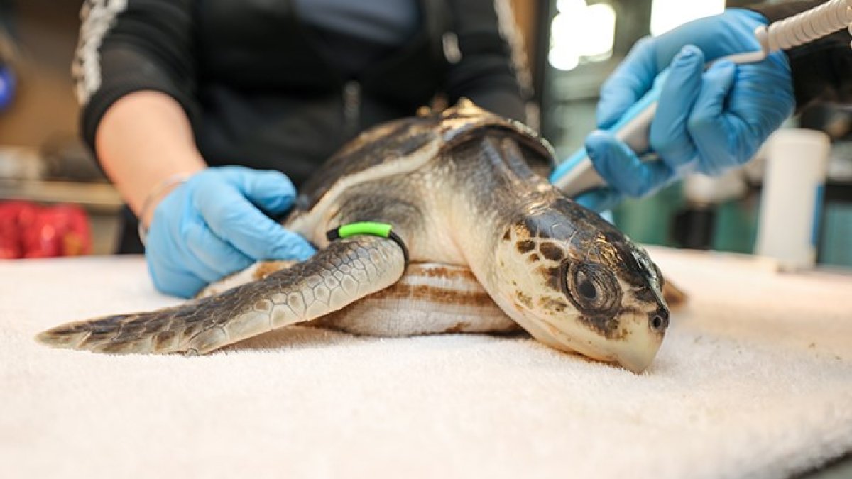 52 sea turtles experiencing ‘cold stun’ in New England flown to rehab ...
