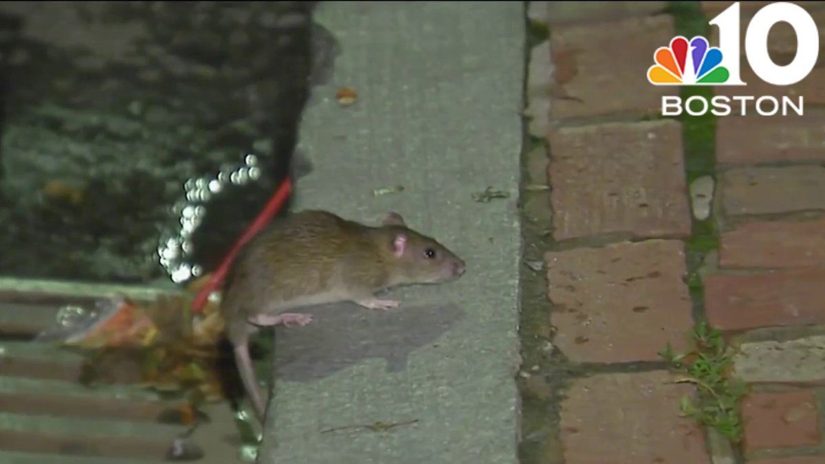Boston looks to stomp out pests – NBC Boston