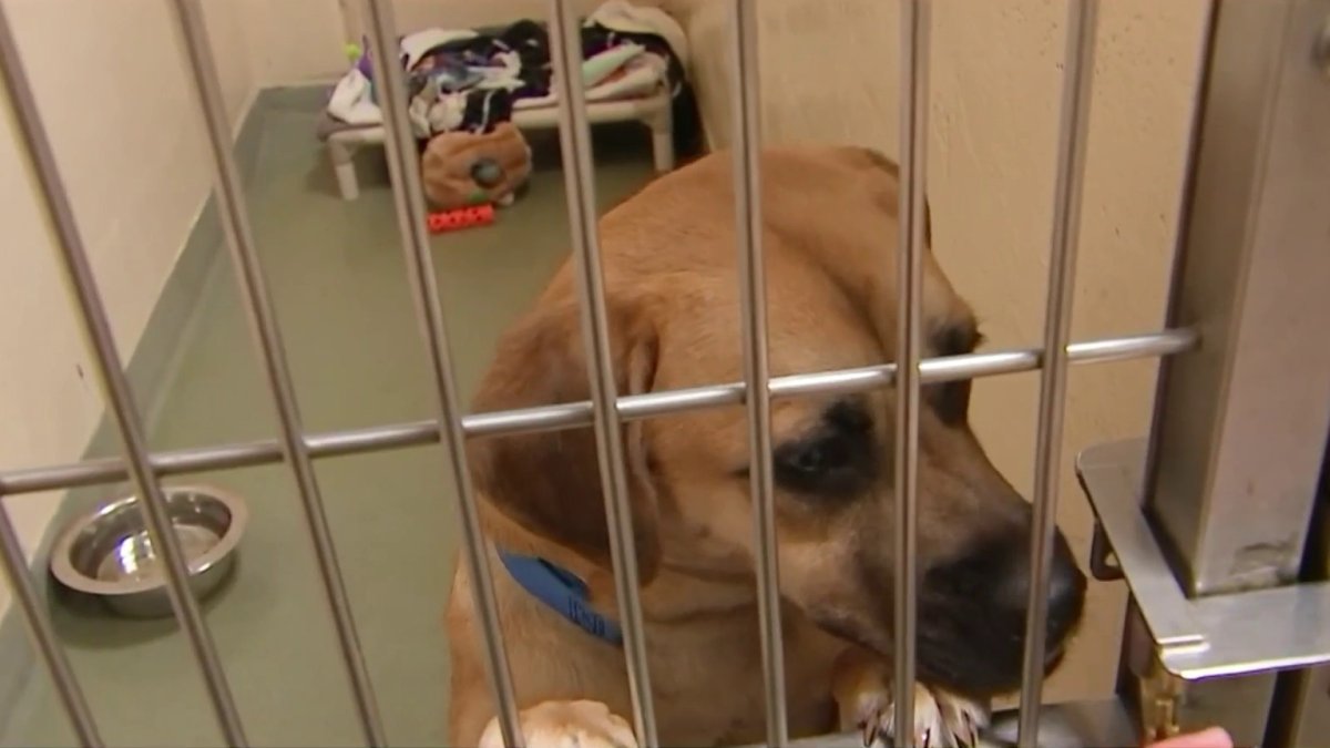 New Animal Cruelty Task Force for Boston, Chelsea, Winthrop, Revere ...