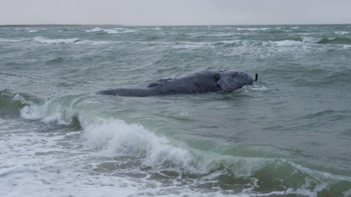 Dead whale off Martha’s Vineyard update – NBC Boston