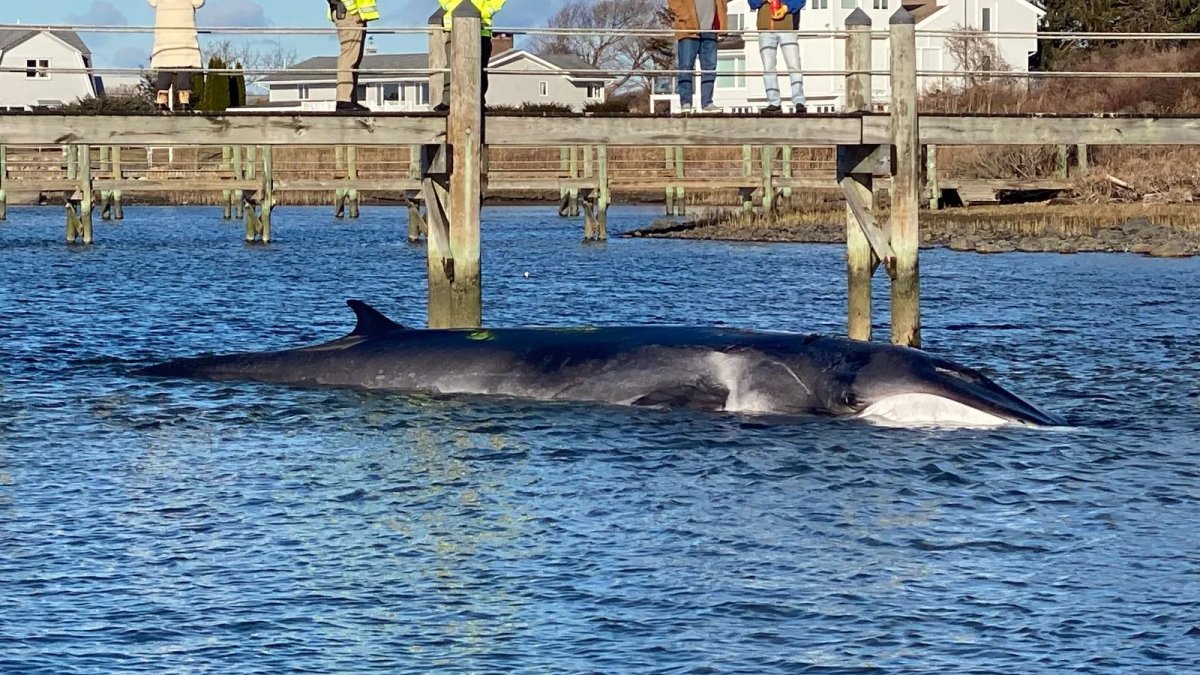 Whale in poor condition after being stranded in RI pond – NBC Boston