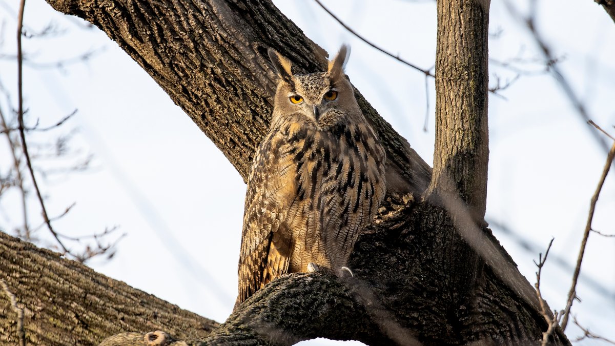 Flaco the owl cause of death revealed as mourners flock to Central Park ...