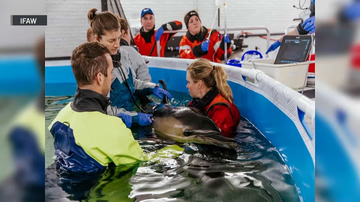 Dolphin stranded on Cape Cod released after stay at new rescue facility ...