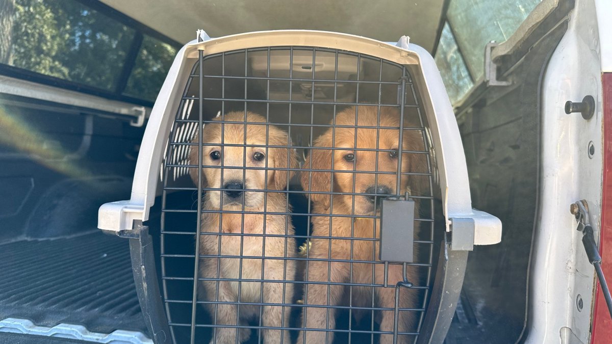 Rhode Island golden retrievers seized by RISPCA – NBC Boston