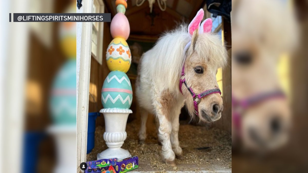 Cadbury Bunny contest, vote for Peaches – NBC Boston