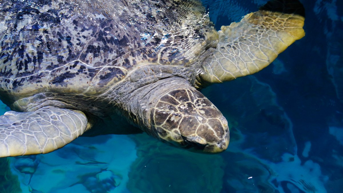 Ancient sea turtle housed at New England Aquarium for more than 50 ...