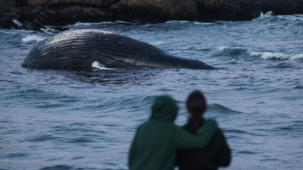 Dead whale on Preston Beach in Marblehead – NBC Boston