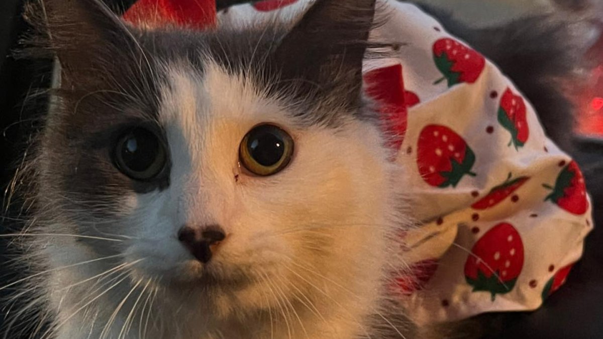 Everett MA kitten found wearing a dress – NBC Boston