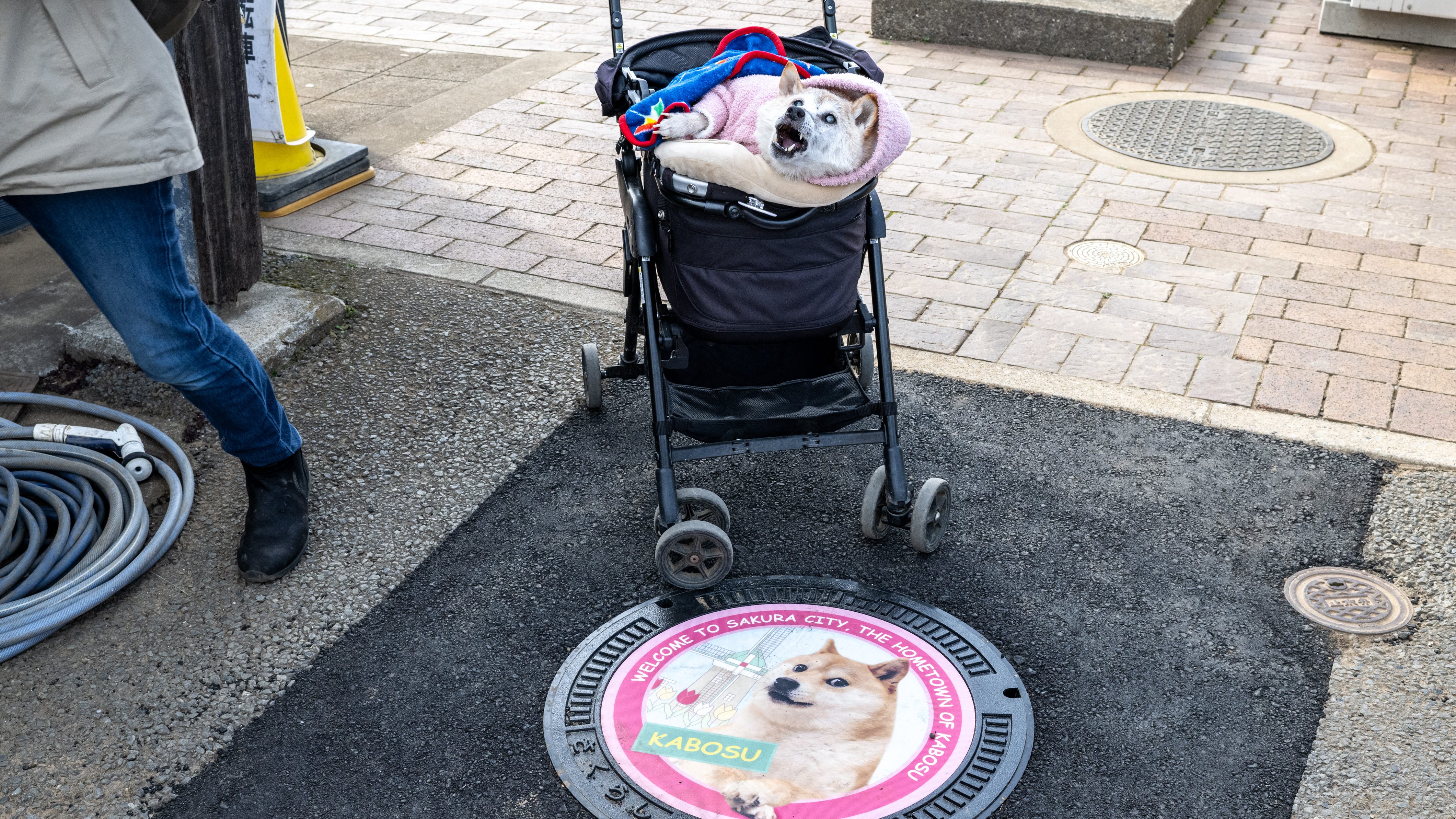 Kabosu, the dog in the viral ‘doge’ meme, has died – NBC Boston