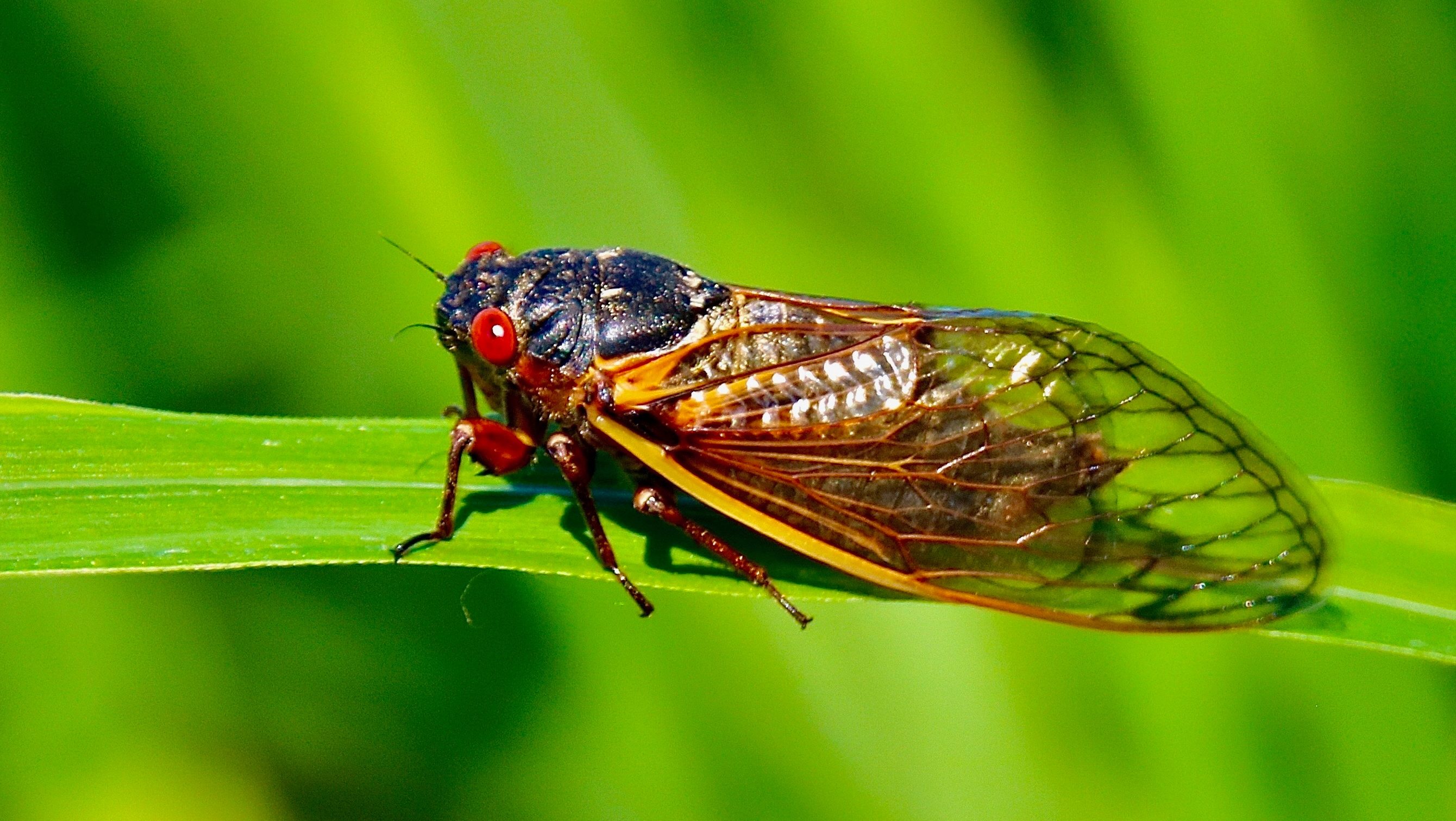 Cicadas in Mass.: Where, when will Brood XIV appear in 2025? – NBC Boston