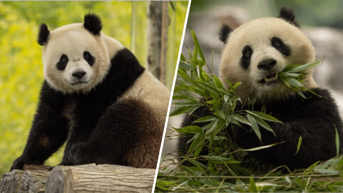 Pandas to return to National Zoo in Washington DC – NBC Boston