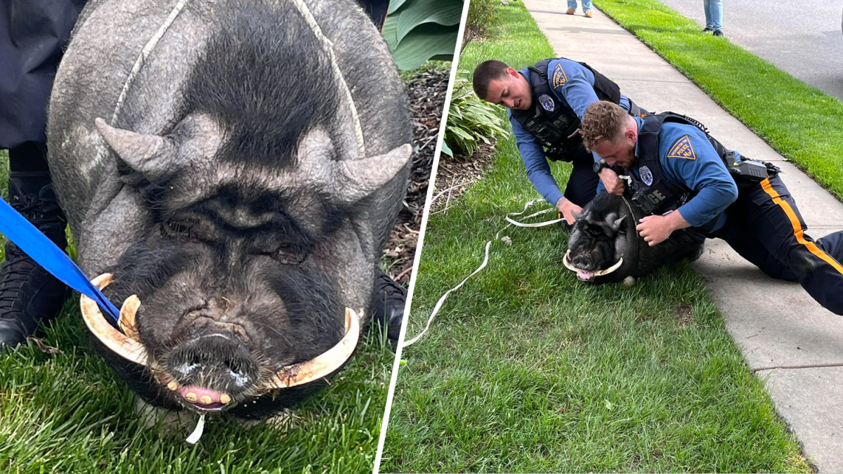 Runaway pig captured by police in New Jersey on Friday – NBC Boston