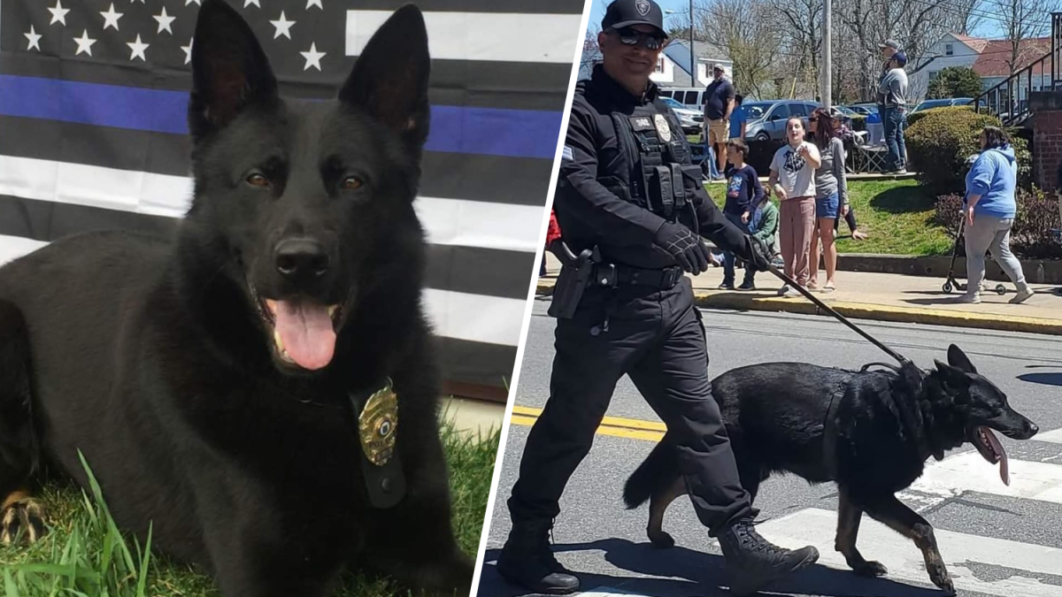 Cranston police department K9 Zeus dies – NBC Boston