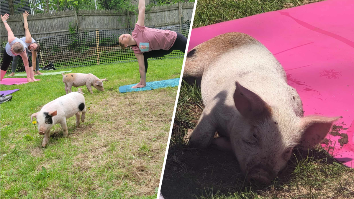 Mass. pig yoga at Beyond Yoga & Wellness – NBC Boston
