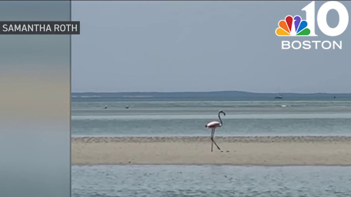 Flamingo spotted on Cape Cod – NBC Boston