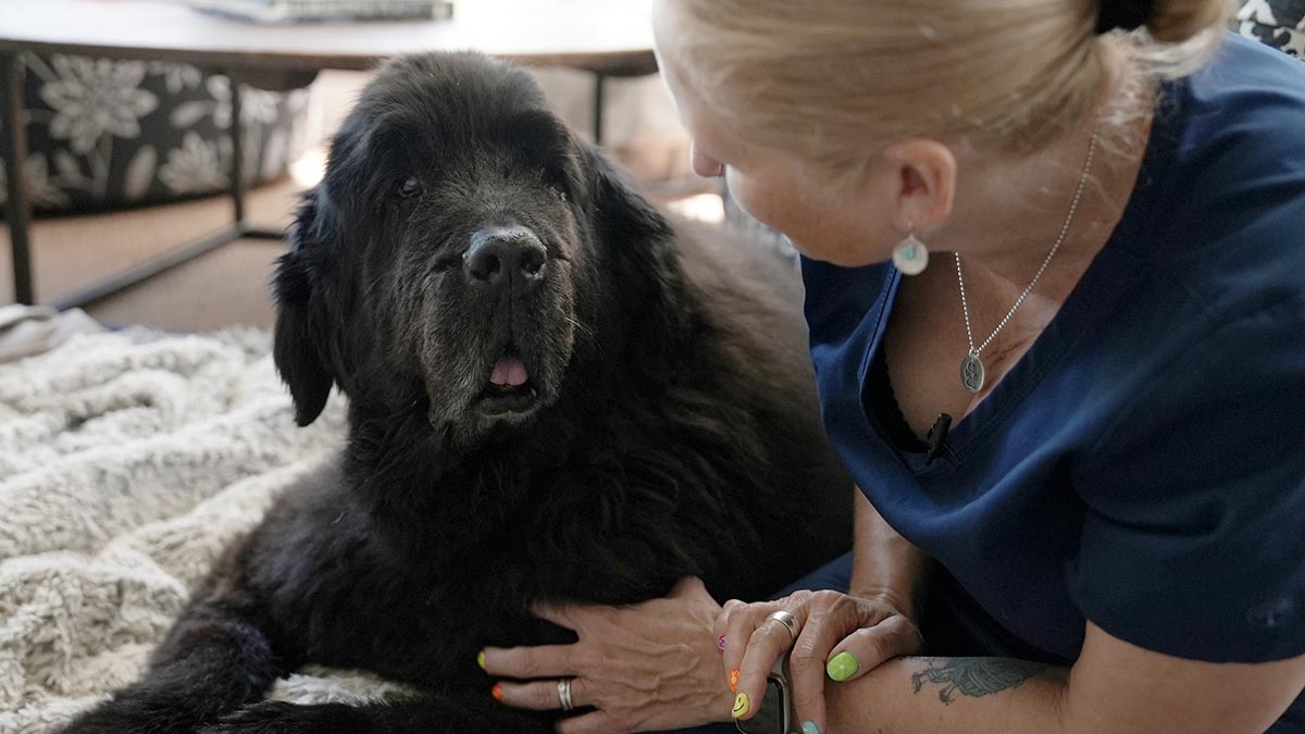 How to navigate the end of your pet’s life – NBC Boston